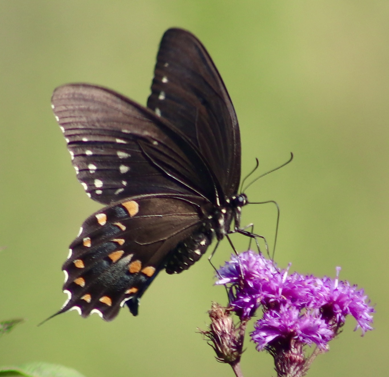 Hot Spot Birding Guide to the Mercer Meadows Pole Farm – The Jersey Birder