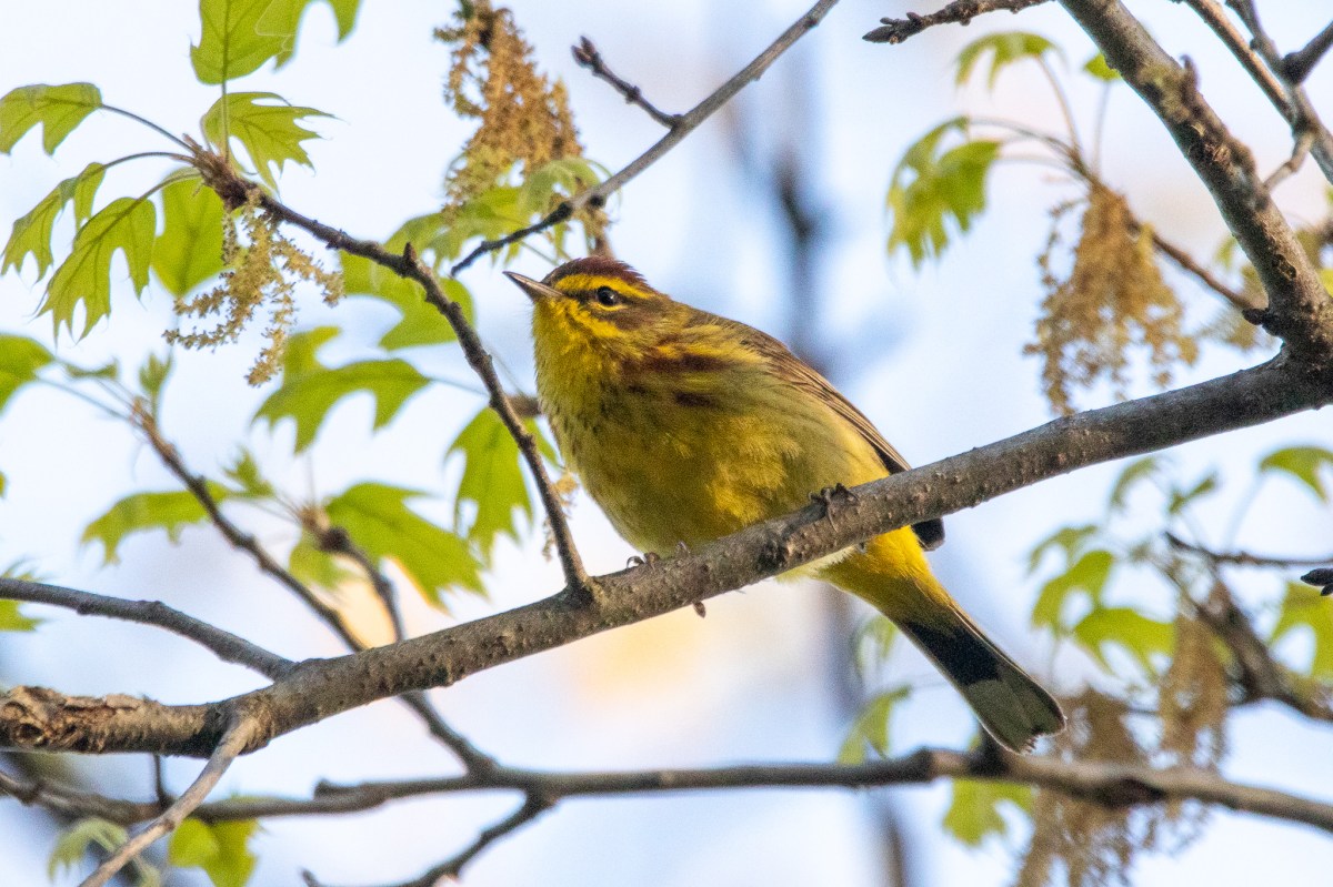 The warblers are coming. Time to look up! – The Jersey Birder