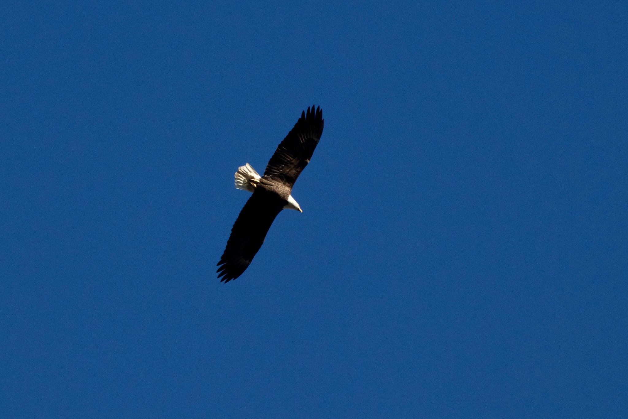 Sitting on a park bench, eyeing bald eagles with photo intent – The ...