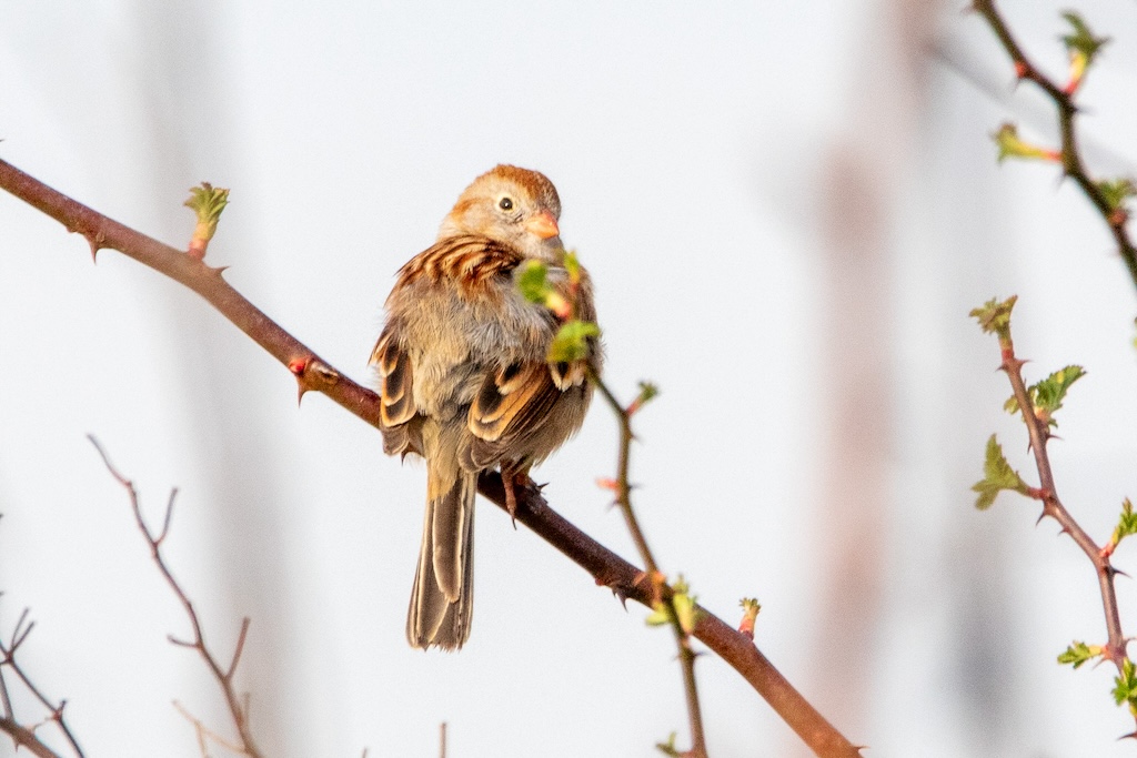 With Ping-Pong song, field sparrows reveal themselves – The Jersey Birder