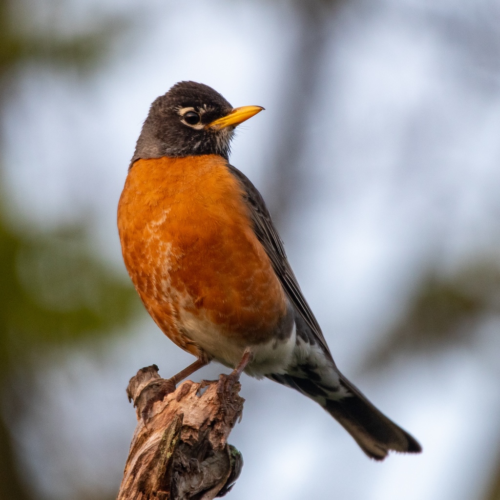 Waking up to the robins – The Jersey Birder