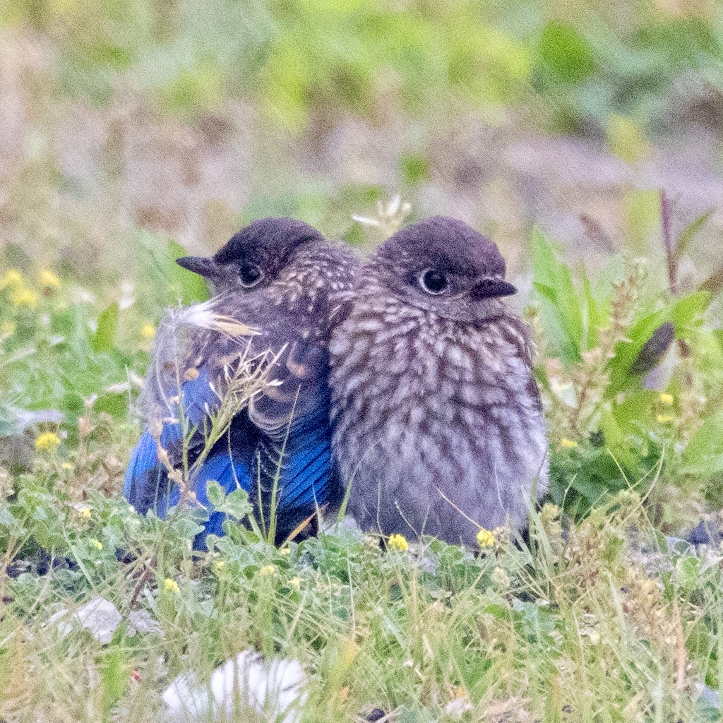 Baby bluebirds! – The Jersey Birder