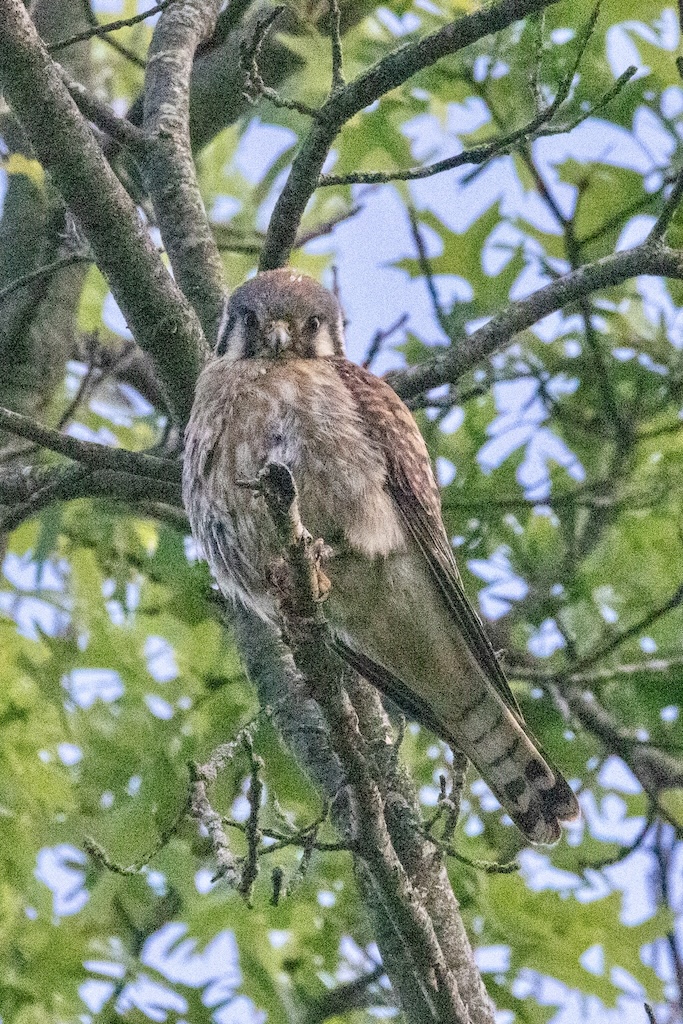 American kestrels are settling in nicely at the Pole Farm – The Jersey ...
