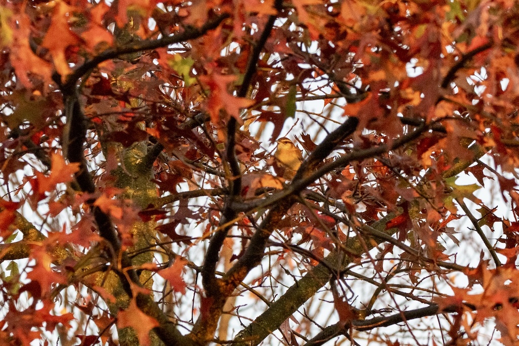 A rare capture of a common bird: the Carolina wren – The Jersey Birder
