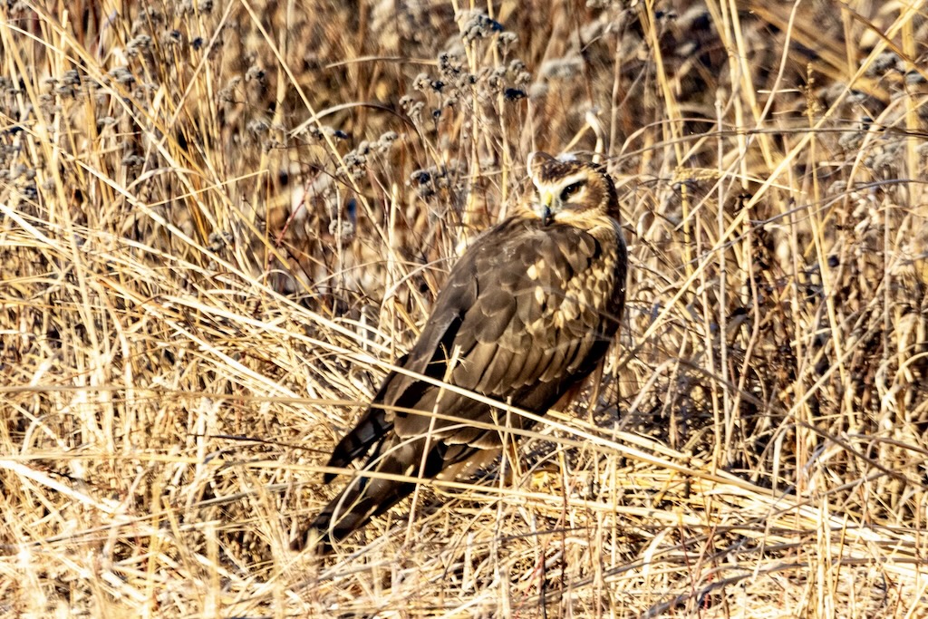Getting up close to a Northern harrier – The Jersey Birder