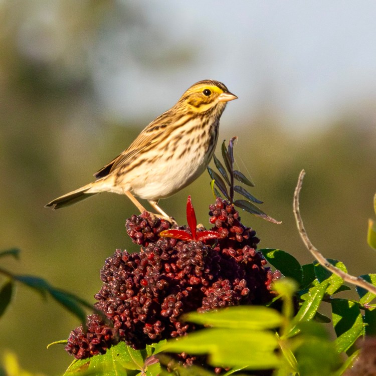 A good day for sparrows, and an owl call – The Jersey Birder