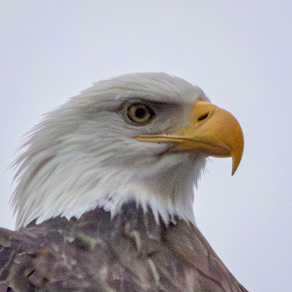 Nothing beats a bald eagle – The Jersey Birder