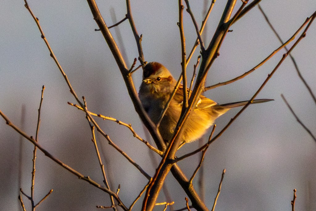 American tree sparrows are back – The Jersey Birder